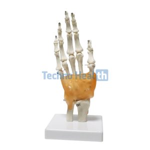 Human Hand Bones 3d Model in BD - With Ligaments - Techno Health