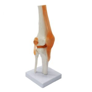 Knee Joint Anatomy Model 3D in BD - Techno Health