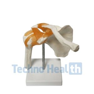 Six Major Human Joints Medical Skeleton Model with Ligaments - Techno ...