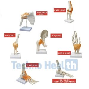 Six Major Human Joints Medical Skeleton Model with Ligaments - Techno ...
