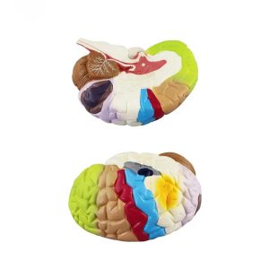 Colored Brain Model Ι Educational Brain Anatomy Model - Techno Health
