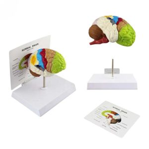 Colored Brain Model Ι Educational Brain Anatomy Model - Techno Health