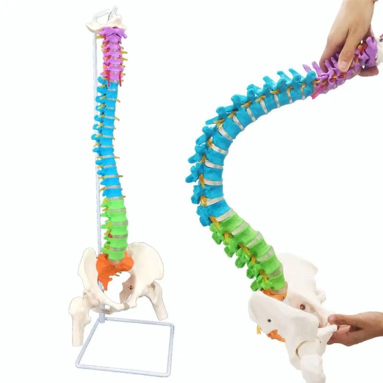 Human Anatomy Spine Model - Techno Health