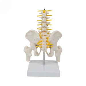 Female Pelvic Anatomy Model - Techno Health
