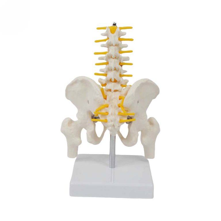 Pelvic Anatomy Model - Techno Health