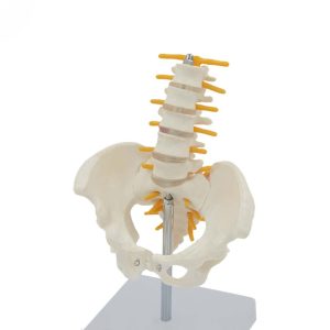 Pelvic Anatomy Model - Techno Health