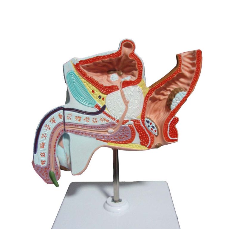 Prostate Anatomy Model - Techno Health