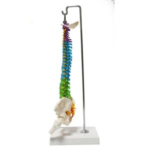 Small Spine Anatomy Model - Techno Health