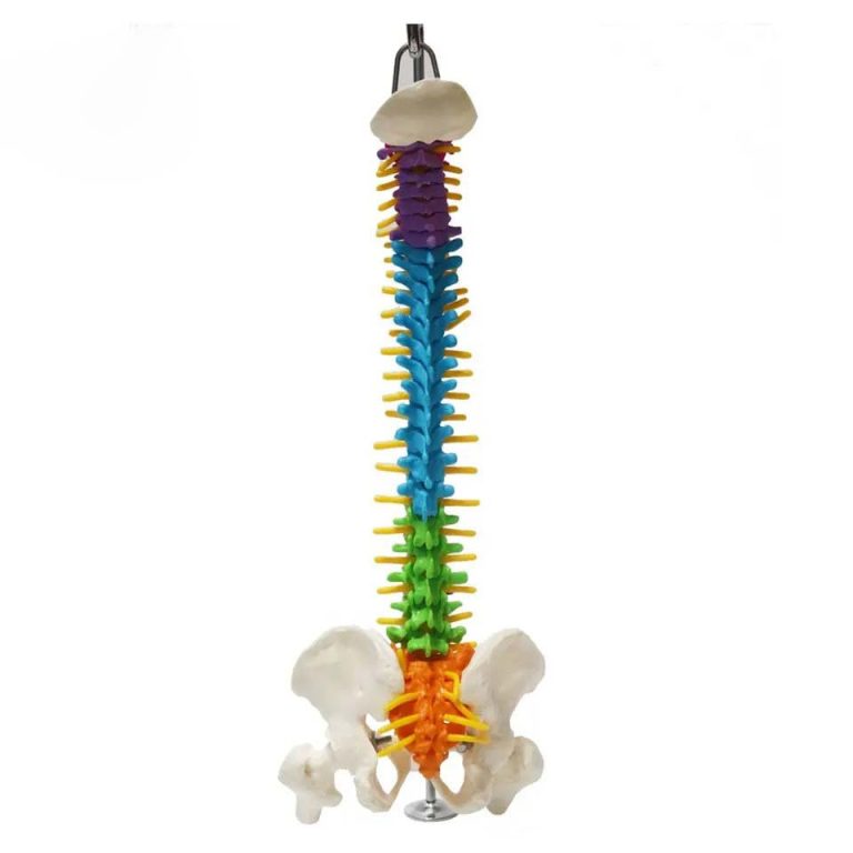 Small Spine Anatomy Model - Techno Health