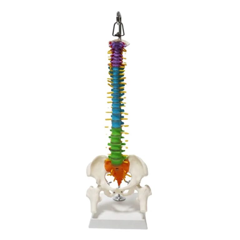 Small Spine Anatomy Model - Techno Health