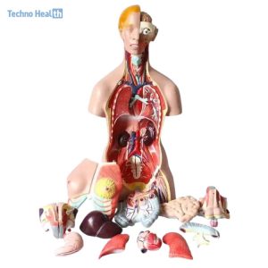 Human Torso Model 40 Parts Anatomical Model - Techno Health