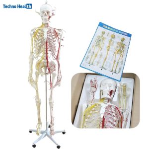 Anatomical Model With Nerves and Blood Vessels Price in BD