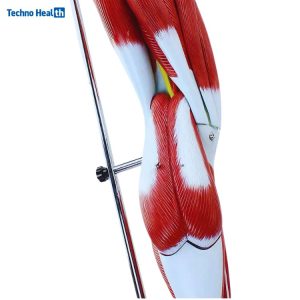 13 Parts Human Leg Muscle 3D Anatomical Model Price in BD