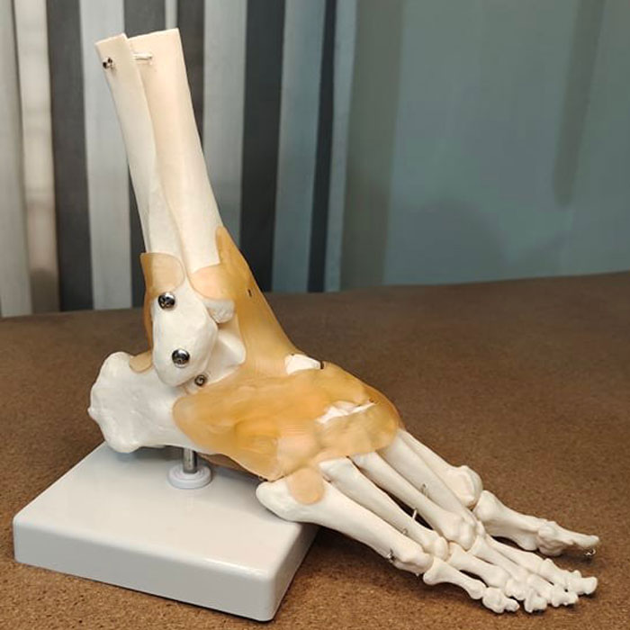 Foot Bone Anatomy Model Price in BD - Techno Health