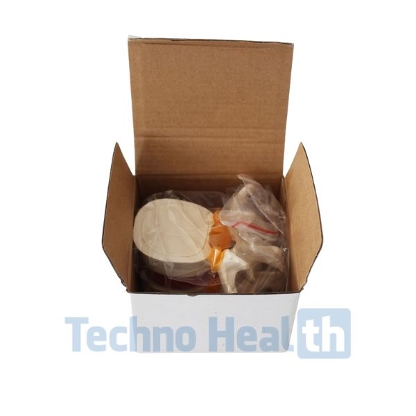Human Cervical Lumbar Spine Vertebral 3d Model - Techno Health