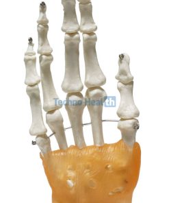 Anatomical Models Archives - Techno Health