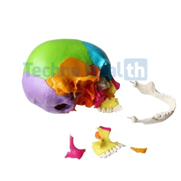 Human Skull Anatomy Interactive 3d Model for Medical Students - Techno ...