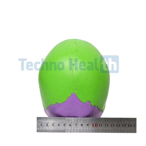 Human Skull Anatomy Interactive 3d Model for Medical Students - Techno ...