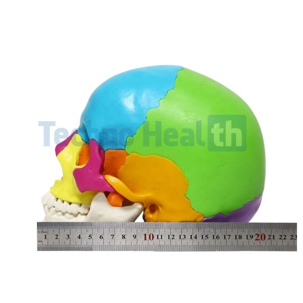 Human Skull Anatomy Interactive 3d Model for Medical Students - Techno ...