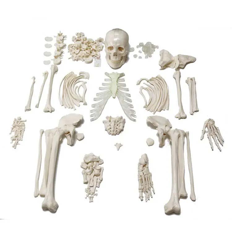 Bone Set Price in Bangladesh - Techno Health