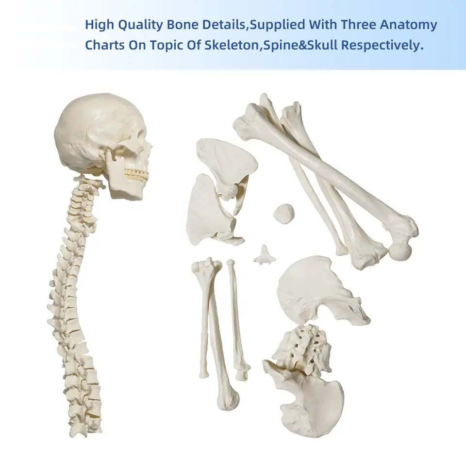 Bone Set Price in Bangladesh - Techno Health
