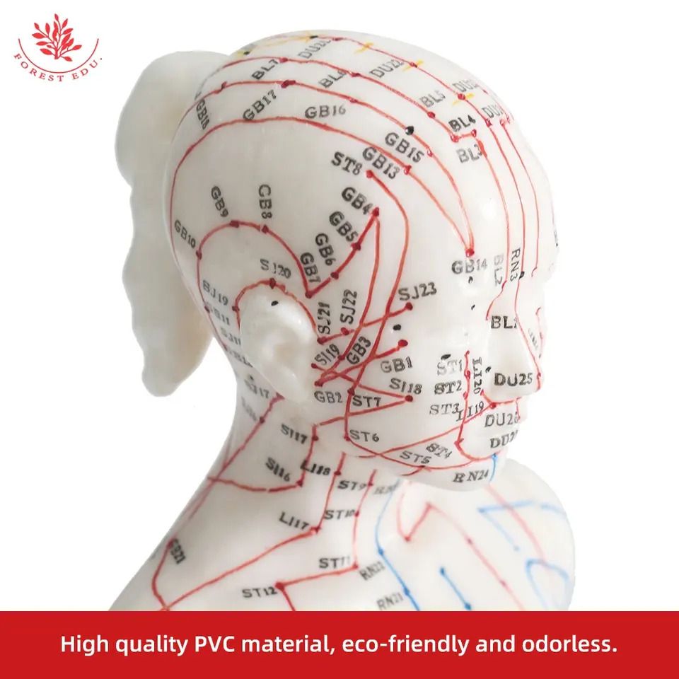 Acupuncture Points 3D Model Ι Educational Female Acupuncture Point ...