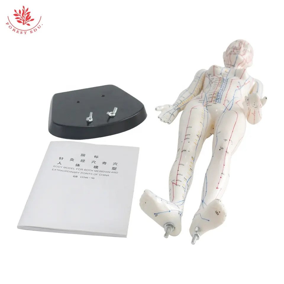 Acupuncture Points 3D Model Ι Educational Female Acupuncture Point ...