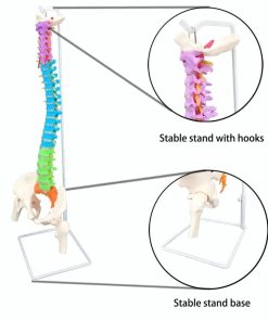 Human Anatomy Spine Model Ι Educational Human Size Spine Model - Techno ...