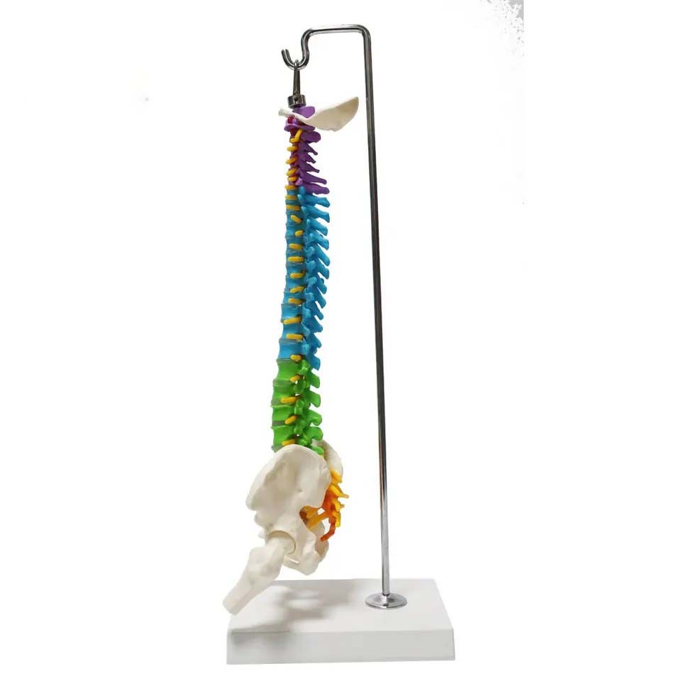 Small Spine Anatomy Model Ι Educational Small Spine 3D Model - Techno ...
