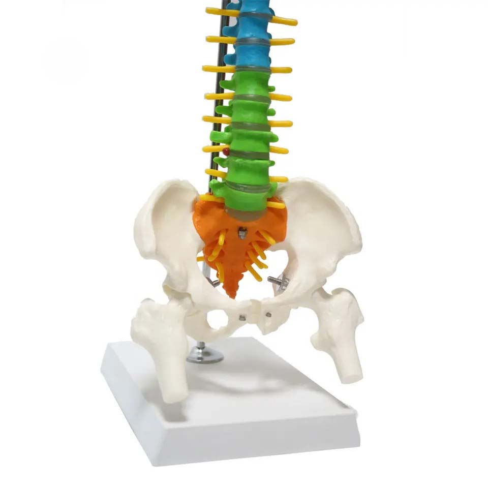 Small Spine Anatomy Model Ι Educational Small Spine 3D Model - Techno ...